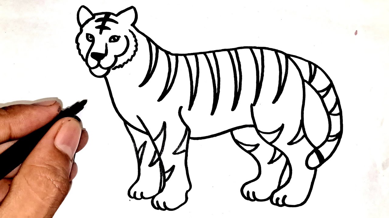 How to draw tiger step by step. Tiger drawing for beginning. - YouTube