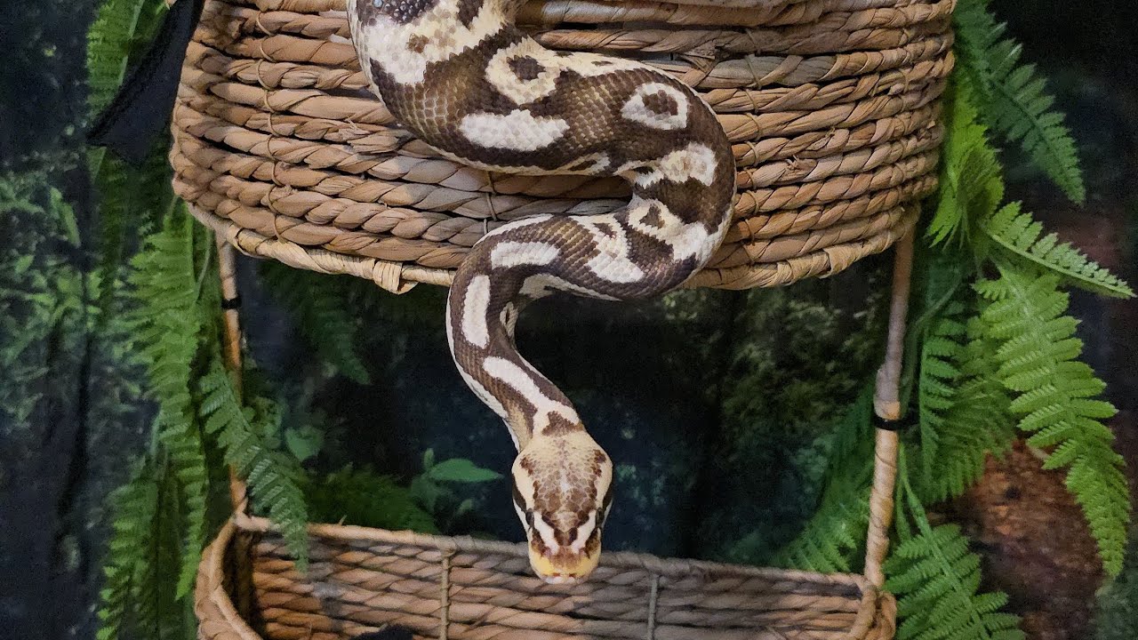 Creation of new Snake Enrichment - YouTube