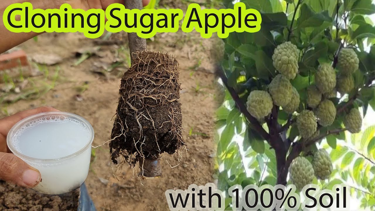 Big Branch Rooting Method on Custard Apple Tree With Aloe Vera - YouTube