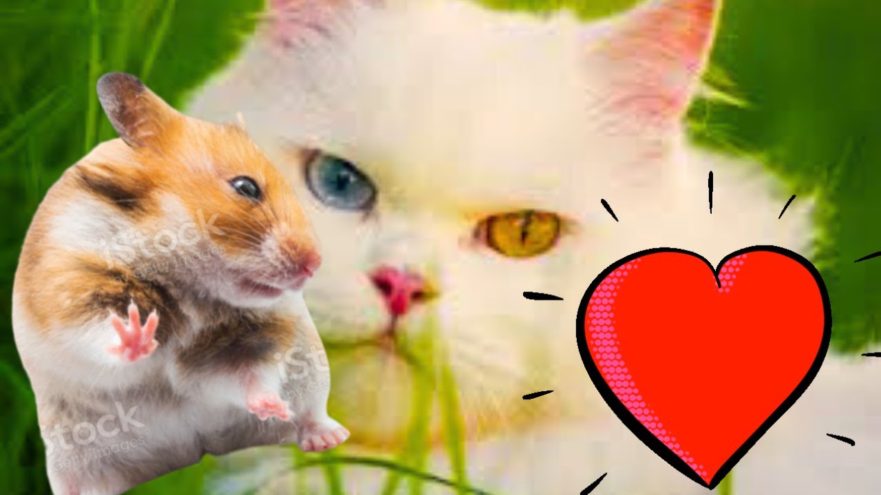 Hamster daily routine🐹🐹Mia hamster - YouTube