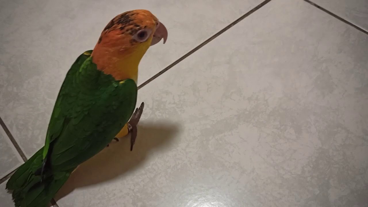 金頭凱克鸚鵡 崔弟 跳跳跳 ケックオウム Keck Parrot - YouTube