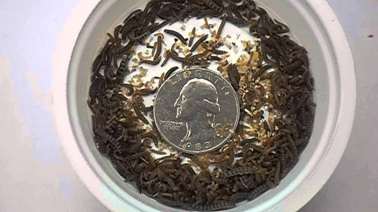 Buffalo Worms Alphitobius diaperinus - YouTube