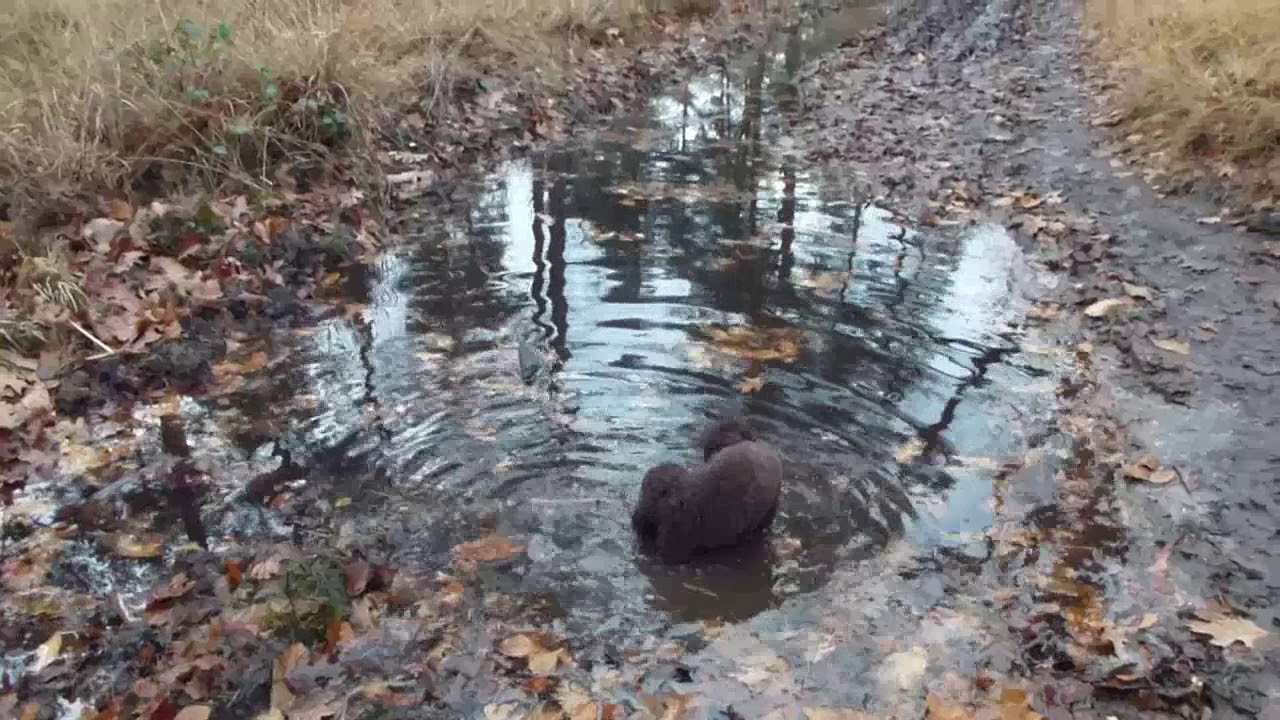 Miniature poodle Bo puts her stick right in the middel of a mud pool ...