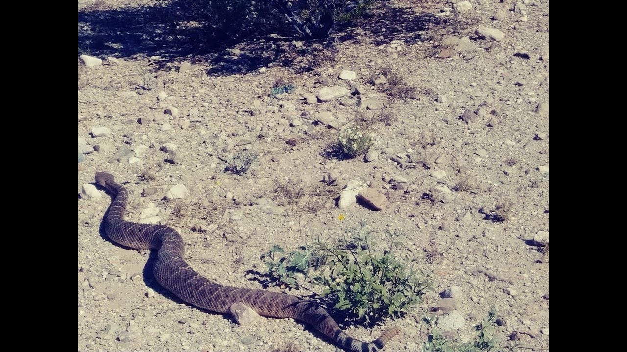 Rattlesnake ~Surprise visitor greeting~ How to catch a snake video ...