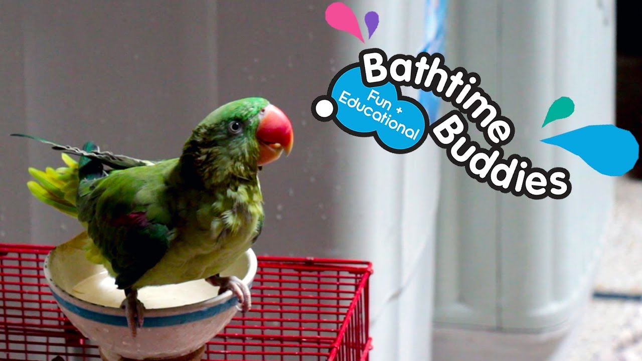 Buddy Parrot Taking Bath and Enjoying Rain | Parrot Buddies - YouTube