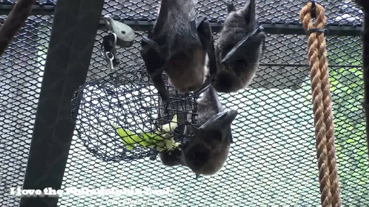 Philadelphia Zoo Rodrigues Fruit Bats Eating - YouTube
