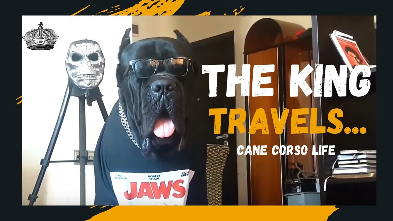 THE KING IN THE AEGEAN SEA / CANE CORSO / AEGEAN / FETHIYE / TRIP - YouTube