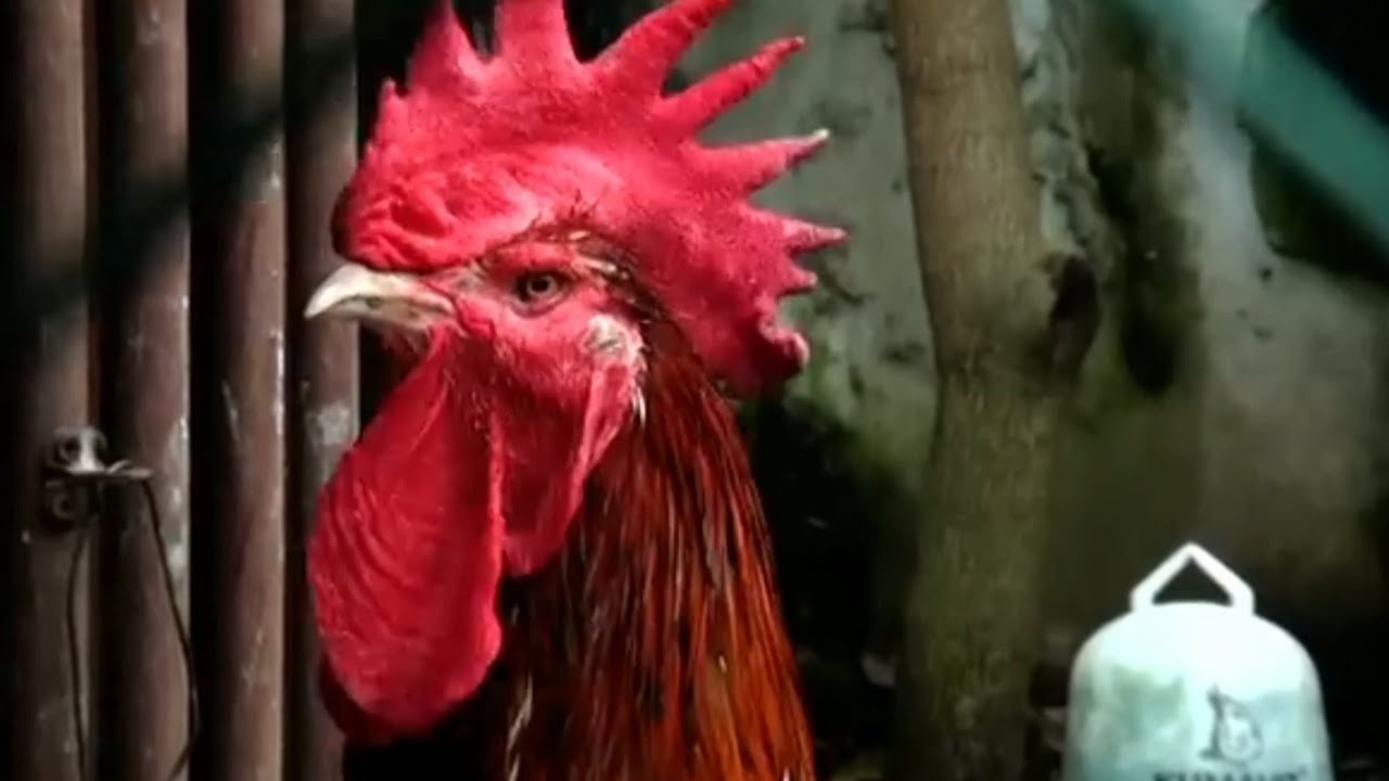 Inilah 4 Ayam Termahal Asli Dari Indonesia Yang Harganya Bikin Kita ...