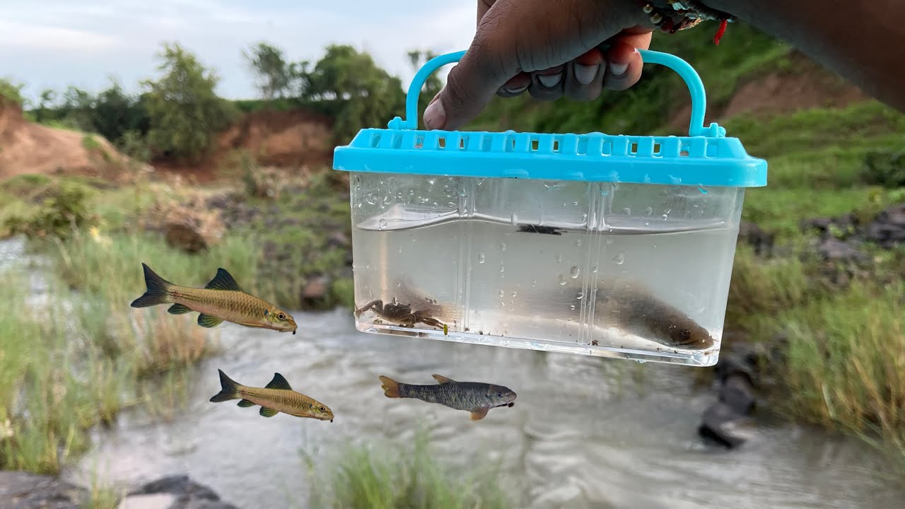 Ye Konsa Fish Mila 😱 #riverfishing part - 1 - YouTube