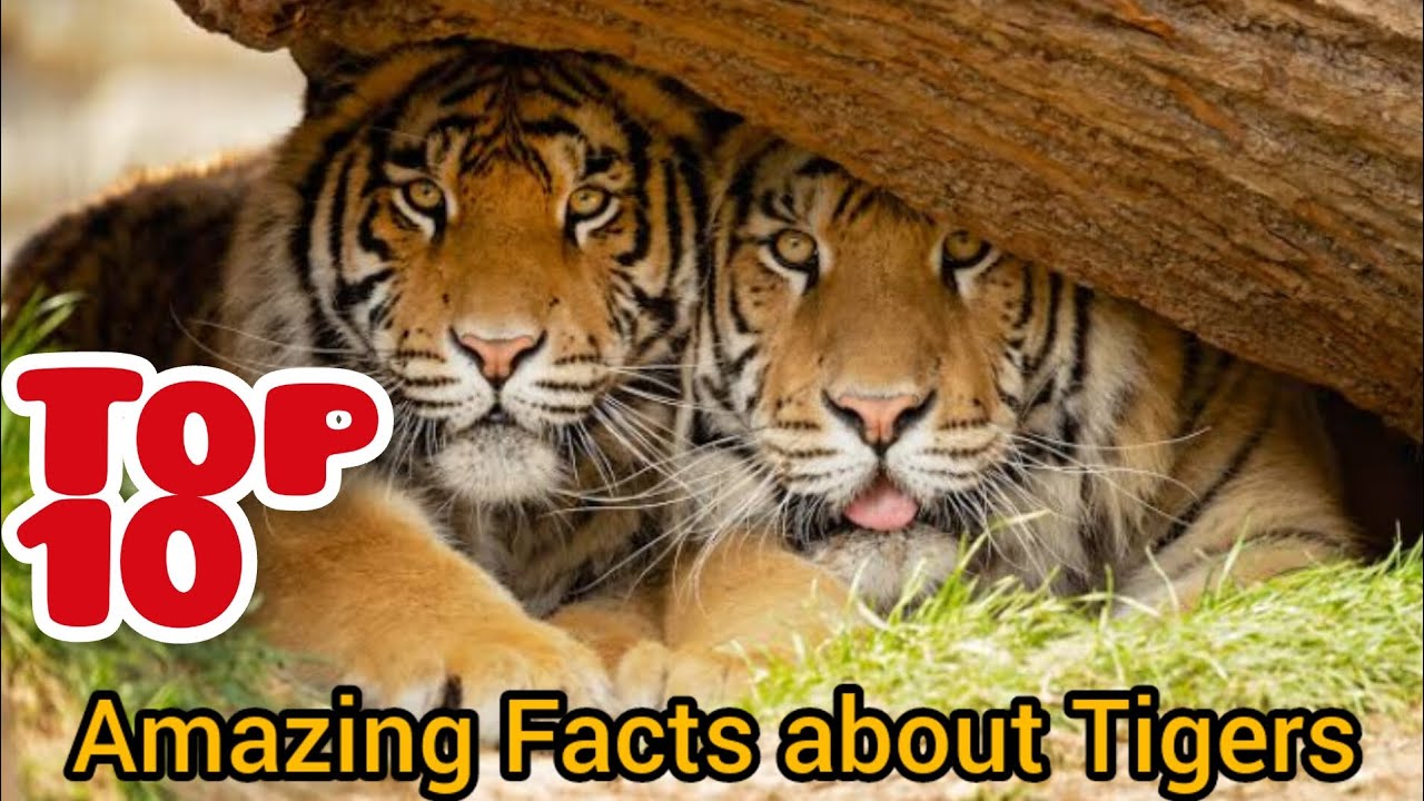 Top 10 Amazing facts about Tigers || fun facts tigers || funny Animals ...