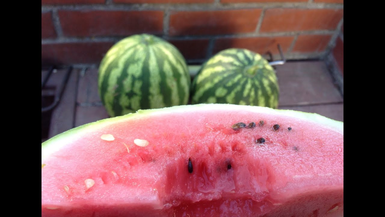 How to tell if a WATERMELON is ripe! - YouTube