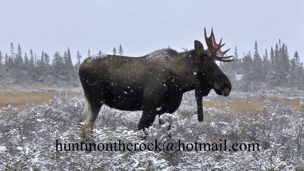 8 pointer ready to fight - YouTube