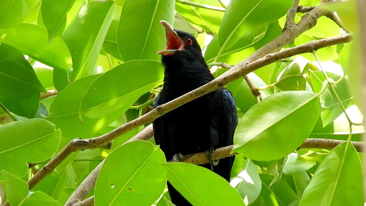 koel sound 4k very clear - best cuckoo bird song - koyal ki awaz - YouTube