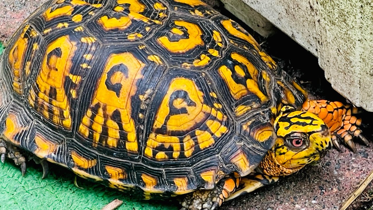 WILD EASTERN BOX TURTLE VISITED OUR PATIO || Wildlife @mrs ...
