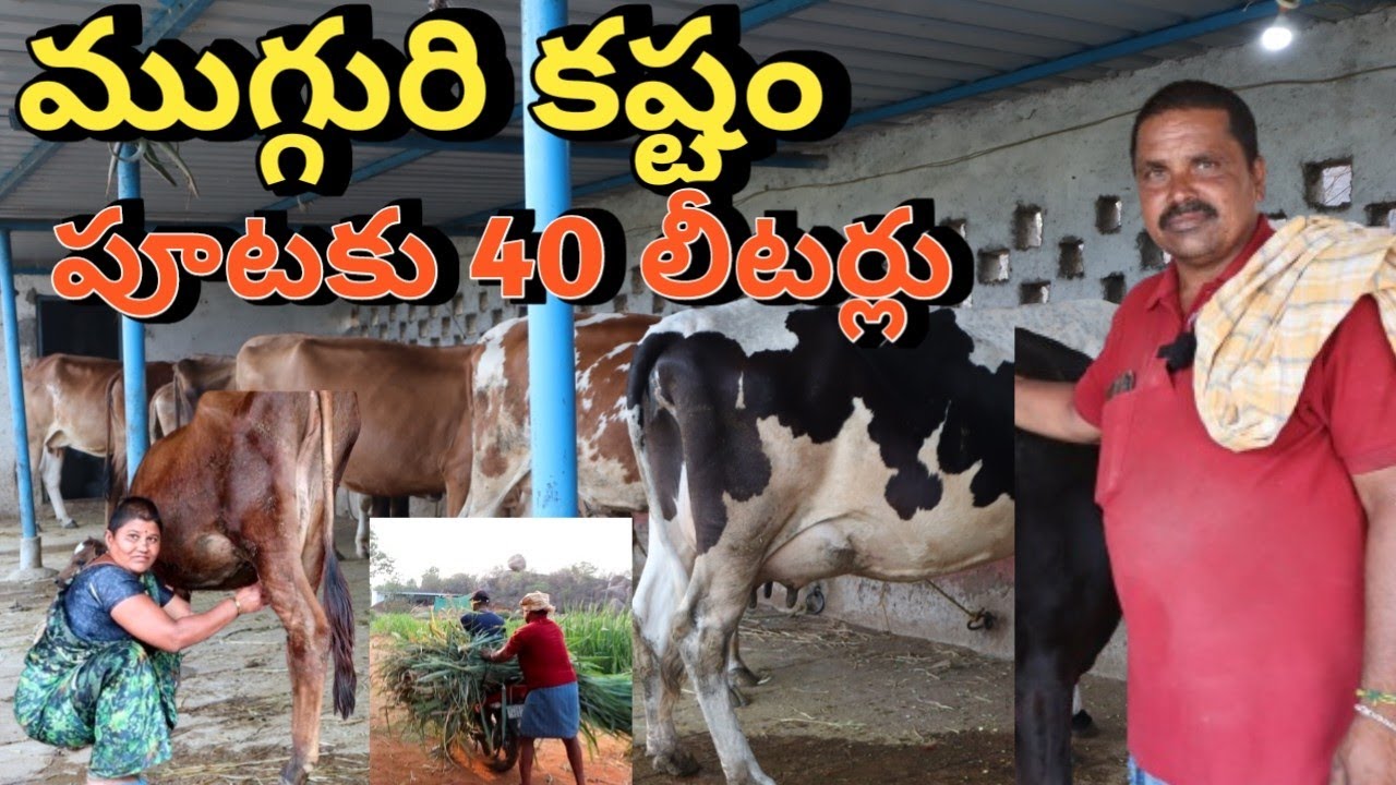Shankar dairy farm/jersey cows/hf cows dairy/ ముగ్గురి కష్టం రోజుకు 80 ...