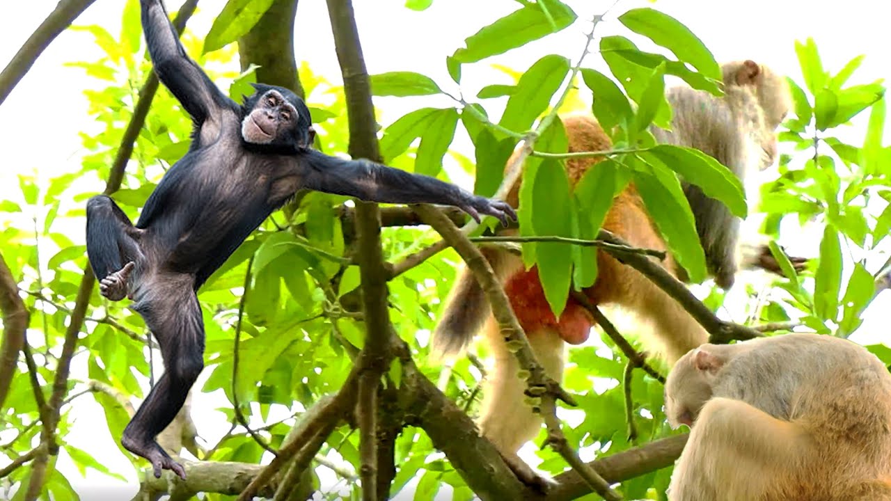 monkey | monkey funny video | Handicaped Monkey leave alone help him ...