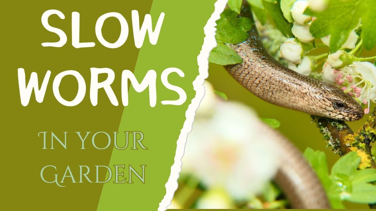 Slow worms in your Garden| Wildife Gardens British Wildlife - YouTube