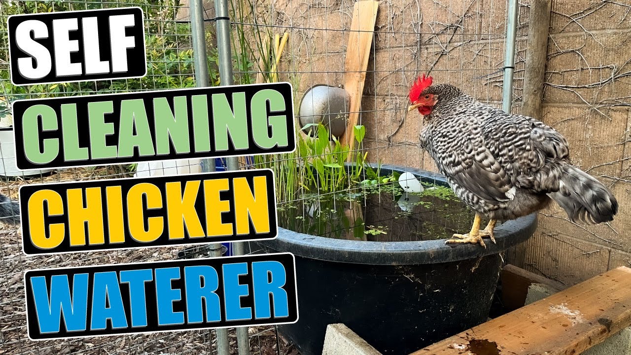Self Cleaning Chicken Waterer - YouTube