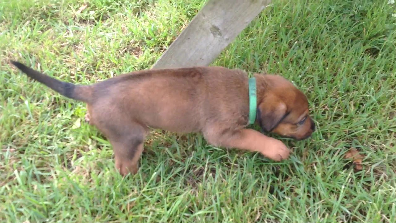 1ère sortie pour Rhodee à 30 jours 15/06/2020 - YouTube