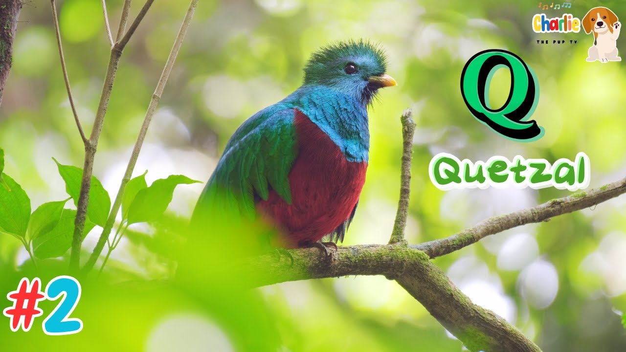 ABC Animals Song for Kids #2 | Learn the Alphabet #abcd - YouTube