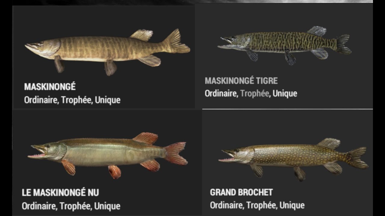 Fishing Planet - Pêcher tout les Maskinongés et le Brochet à Sainte ...