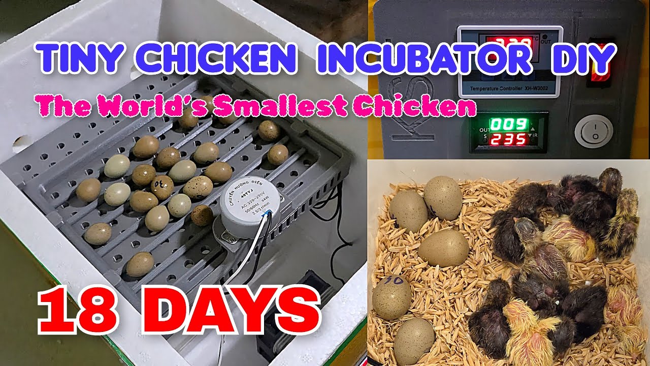 DIY Mini Egg Incubator for Rutin Chickens – The World’s Smallest ...