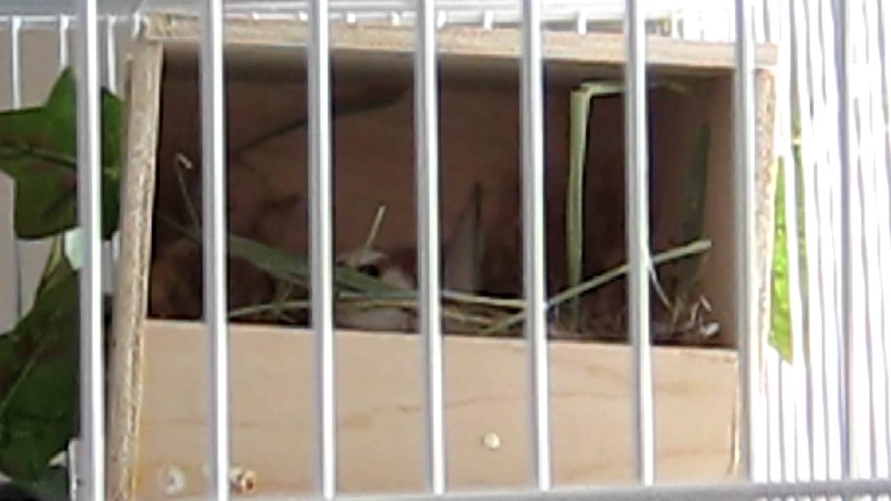 Society Finch building his nest - YouTube