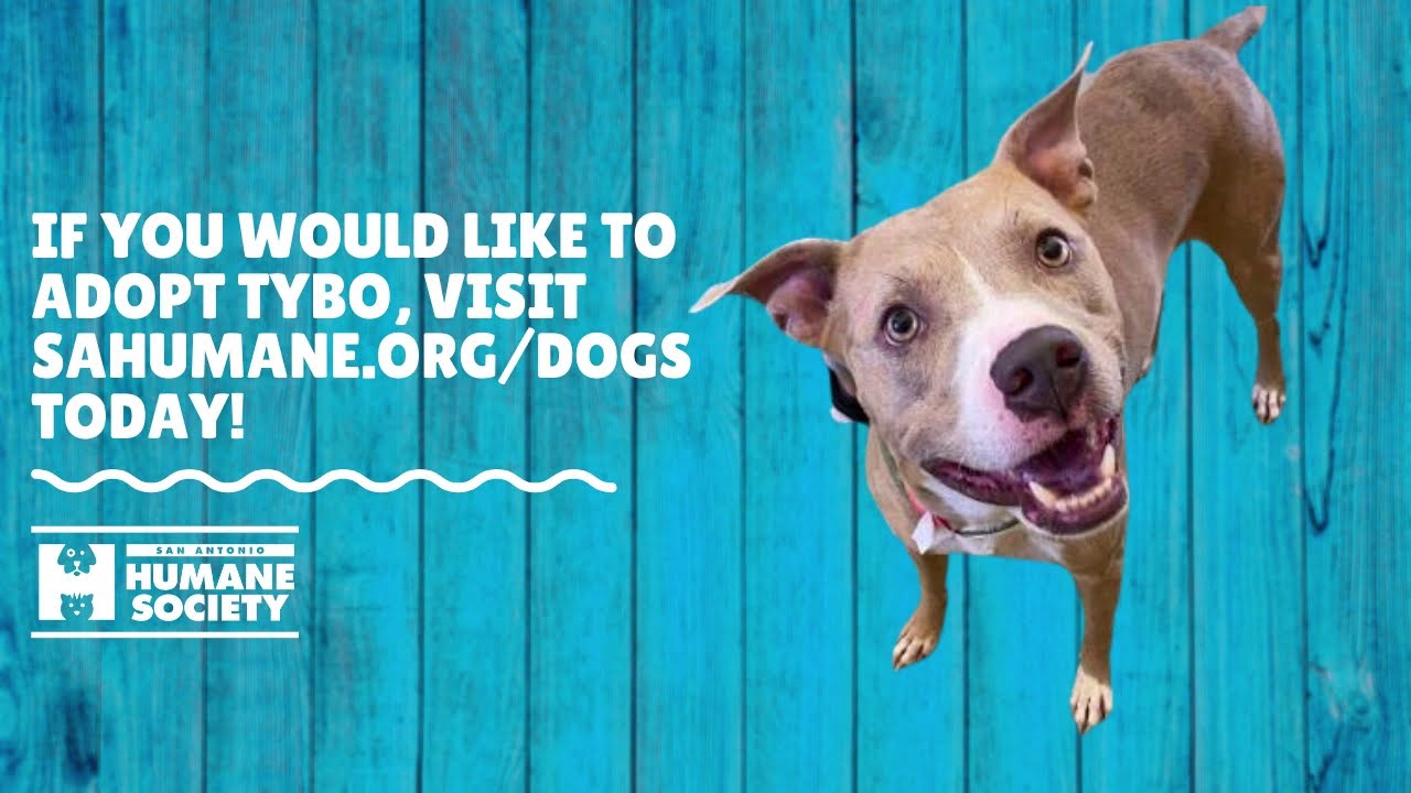 Meet Tybo! - YouTube