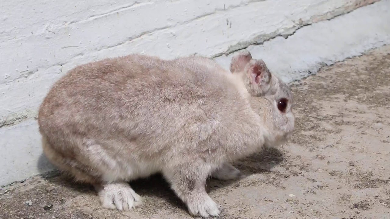 A healthy rabbit with no more scabies mite infestation after treatment ...