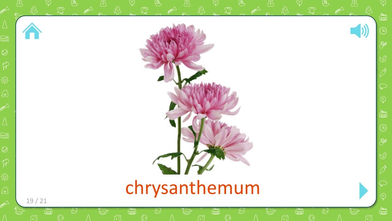 Chrysanthemum - Flowers - Flashcards for Kids - YouTube