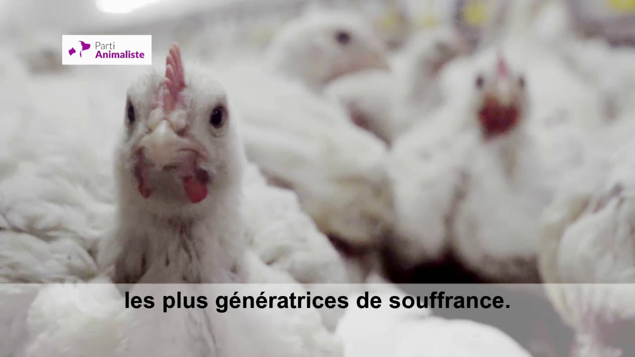 Clip de campagne du Parti animaliste pour les élections européennes de ...