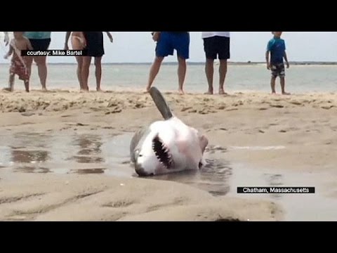 ΗΠΑ: Διάσωση λευκού καρχαρία - YouTube