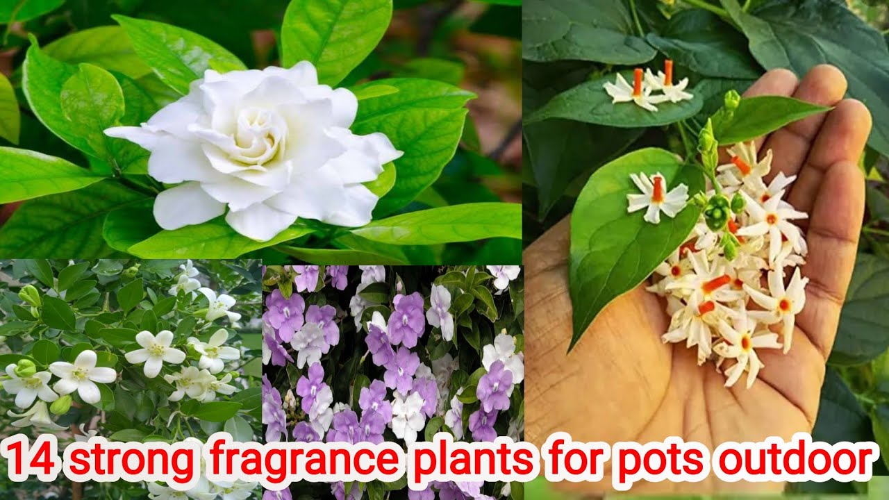 14 strong fragrance plants for pots outdoor - YouTube
