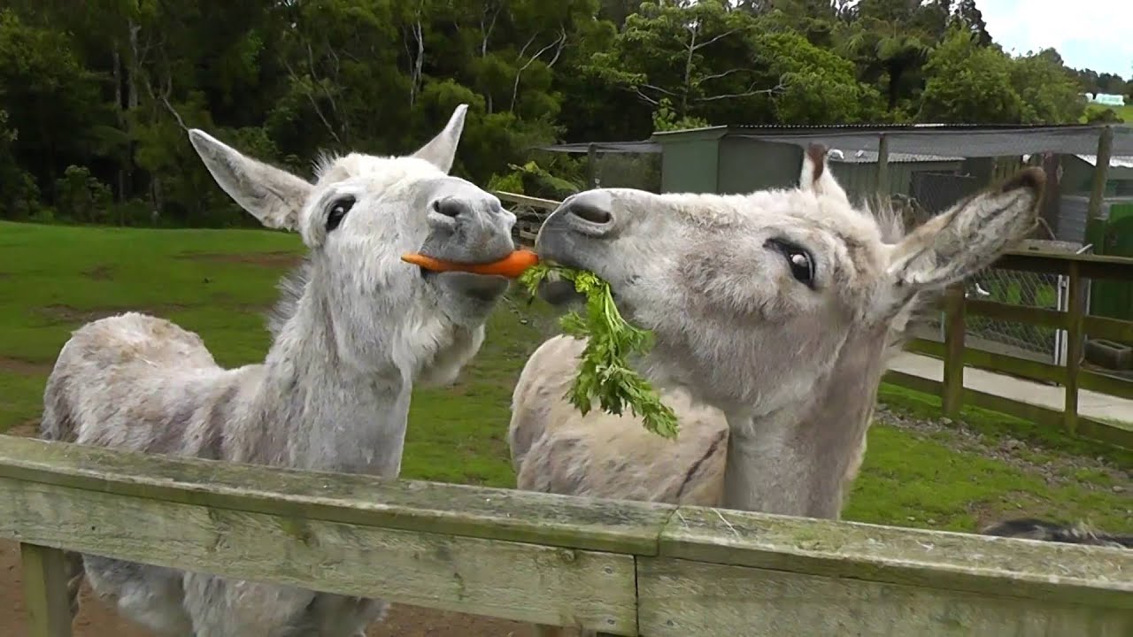 Snoring Pig and a couple of Donkeys - YouTube