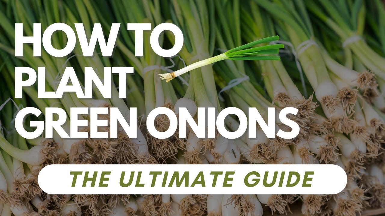 How To Plant Green Onions - The Ultimate Guide - YouTube