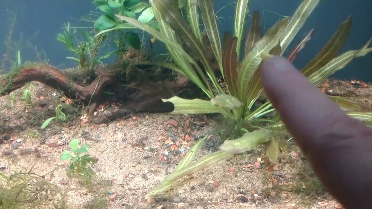 Praecox Rainbows. The dwarf neon rainbow. - YouTube