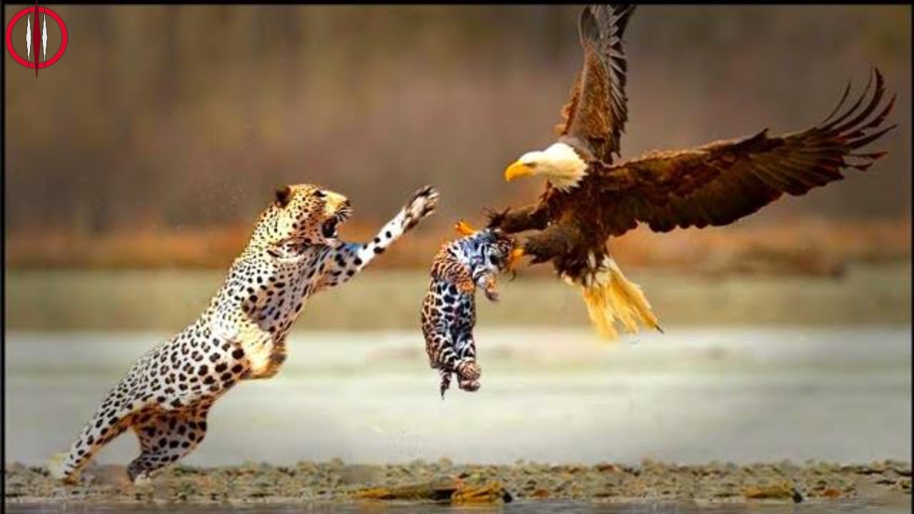 15 Vicious Bird Attacks That Will Make Your Stomach Turn! - YouTube