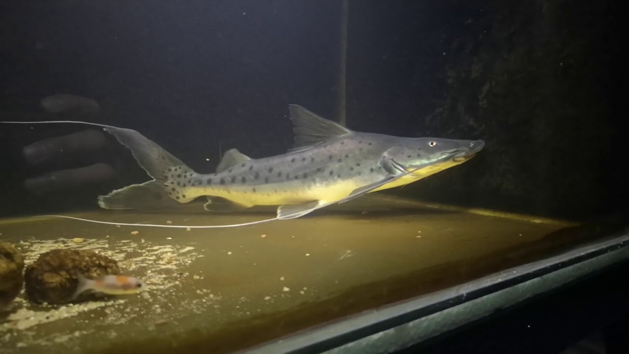 Piraiba Catfish In Aquarium