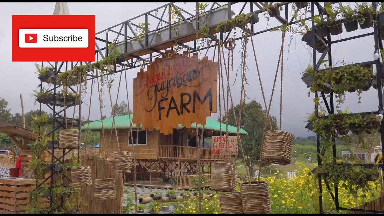 Strawberry Guyabano Farm @ Sitio Glandang Barangay Kablon Tupi ...