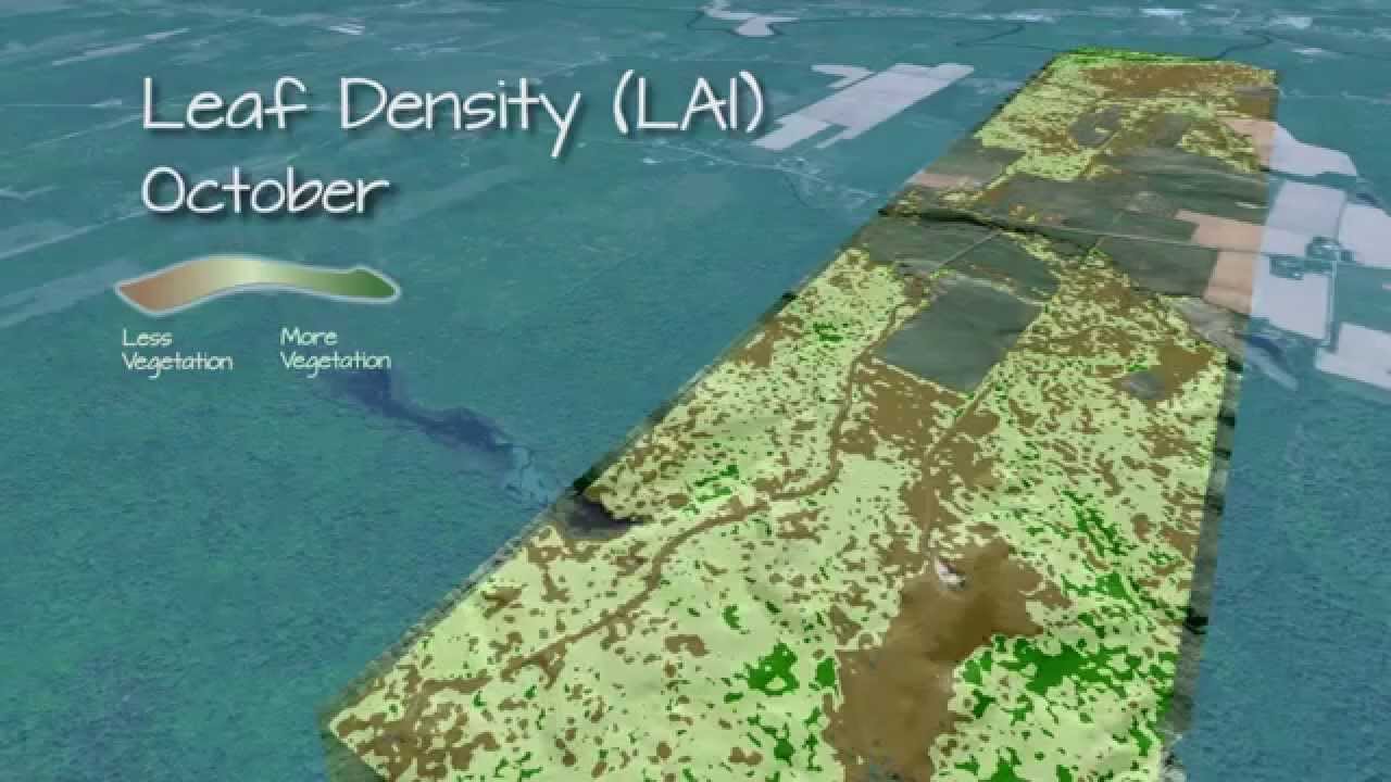 Visualization of LiDAR Derived Leaf Area Index (LAI) Data - Time Series ...