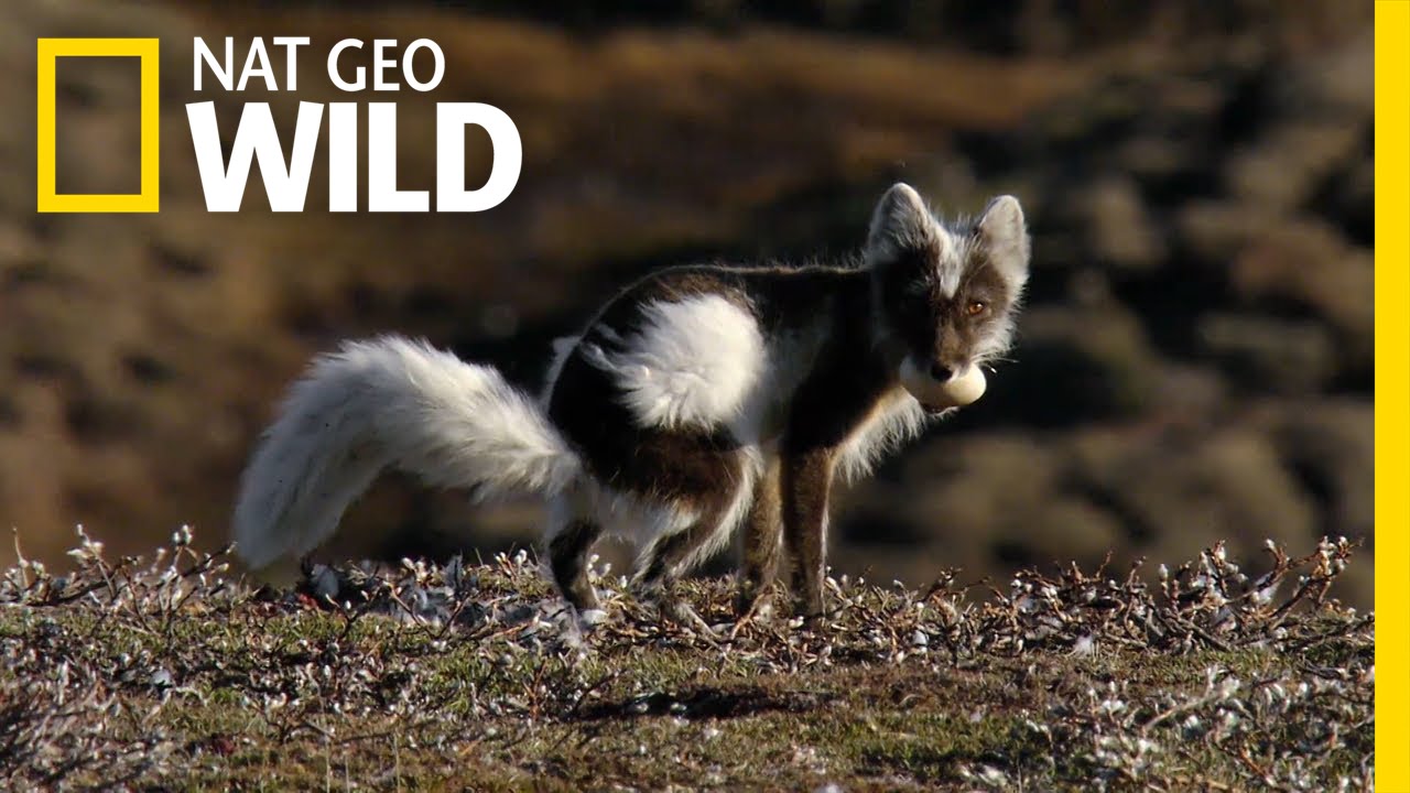 Fox National Geographic Wild Channel