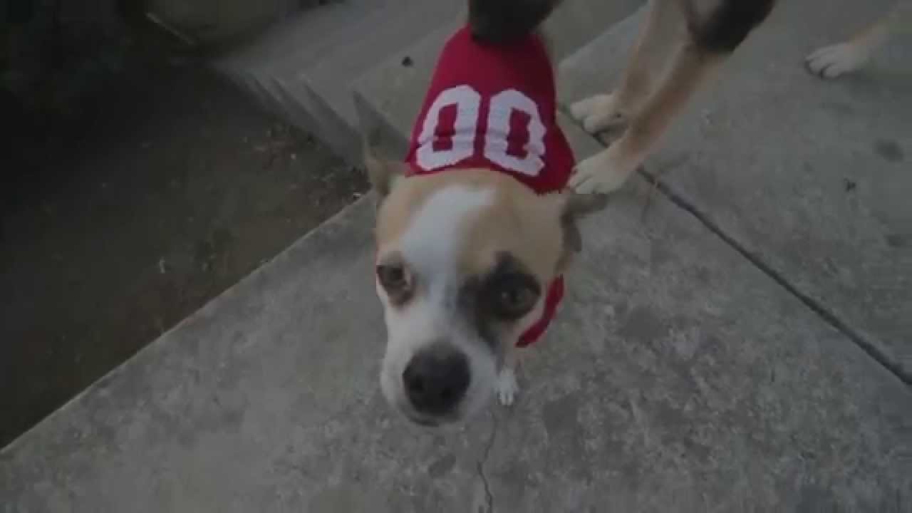 49ers Dogs - YouTube