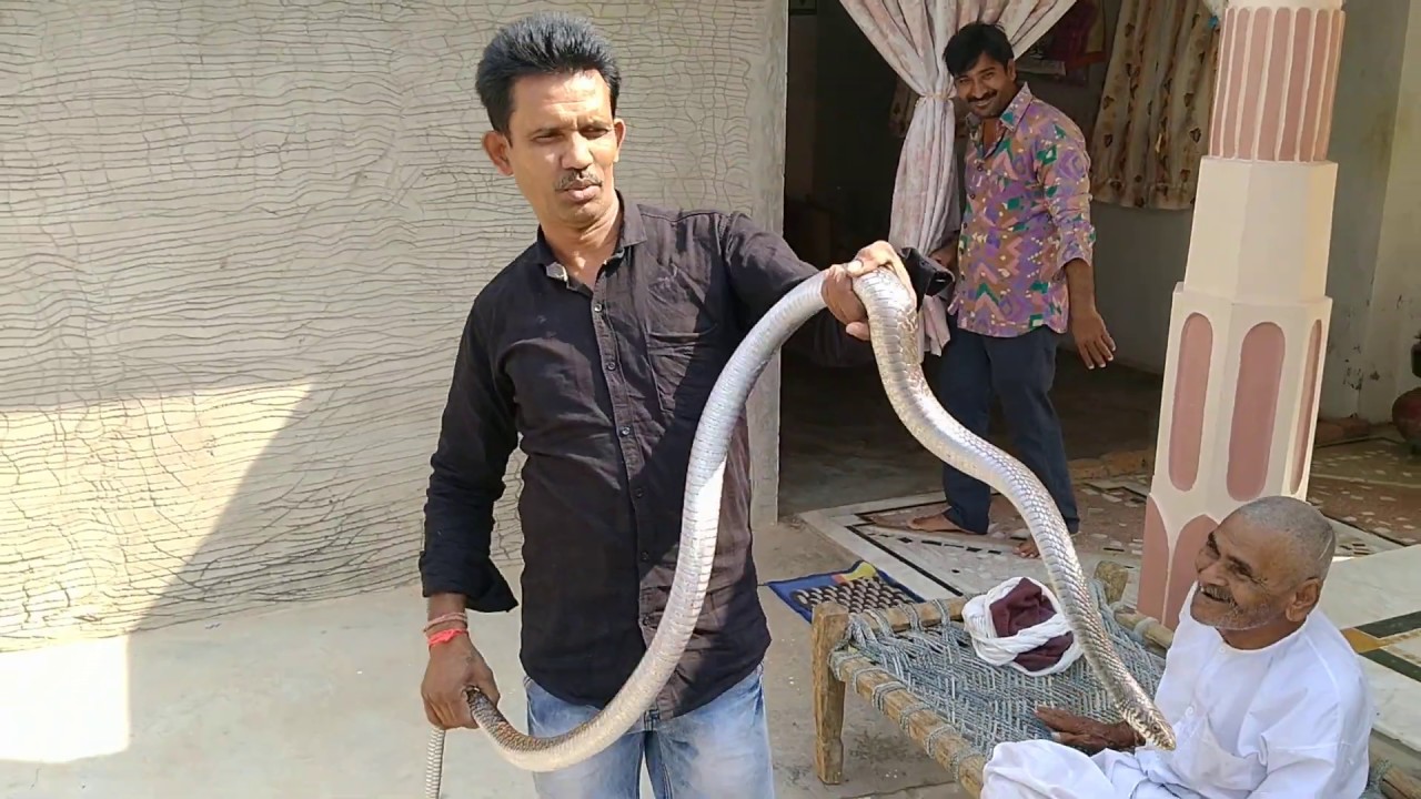 Indian ret snack. Dhaman sap jho zahrila nhi hie - YouTube