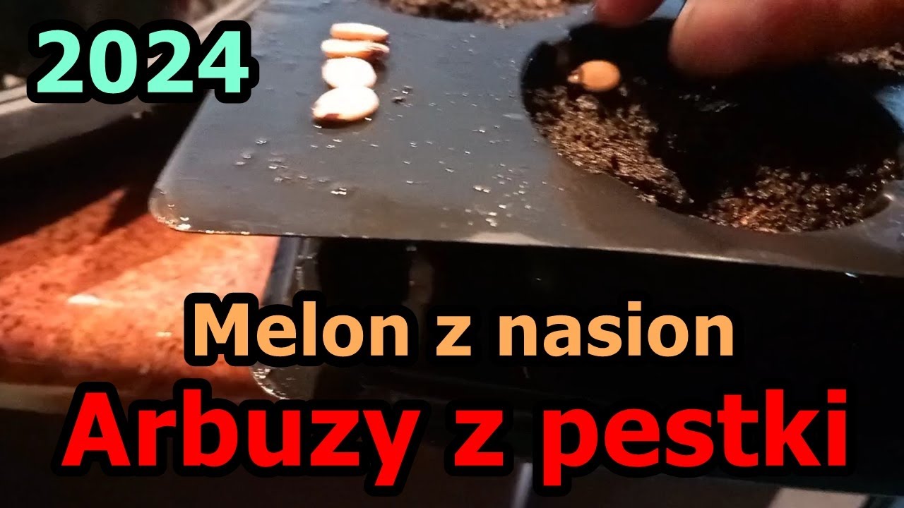 Uprawa arbuza i melonu / Arbuz i melon z nasion 2024 / Arbuzy z pestki ...