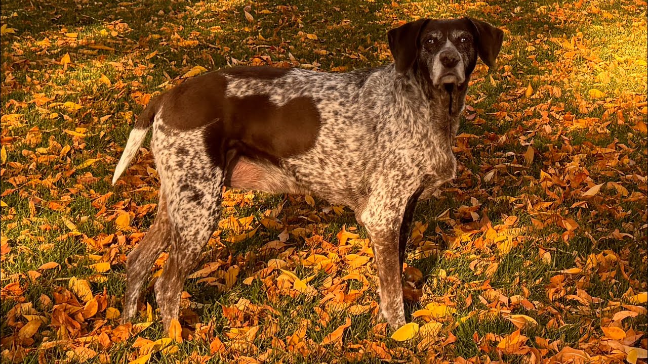 Panzer, 14.5 years old female German Shorthair Pointer, GSP. - YouTube