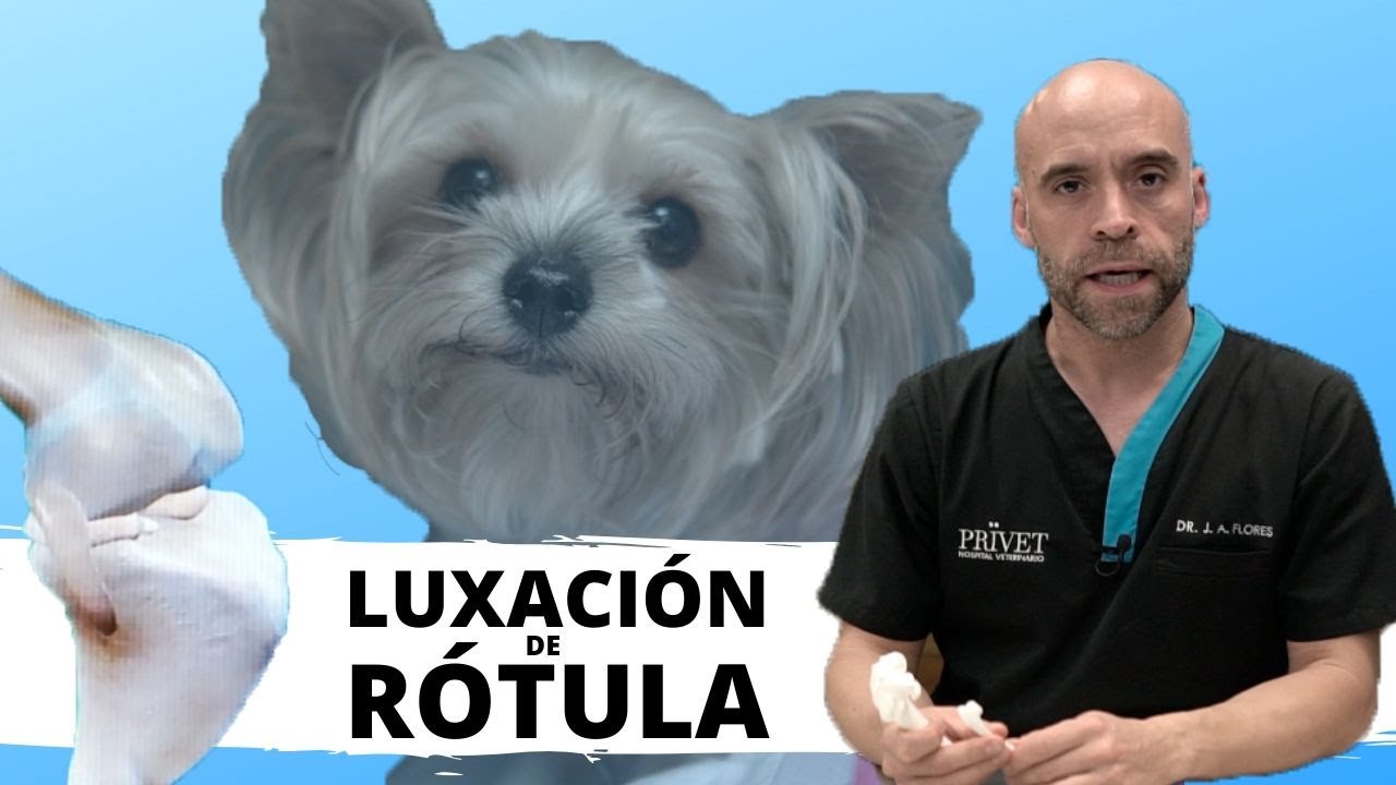 🦴LUXACIÓN DE RÓTULA EN PERROS - Traumatología Veterinaria - YouTube