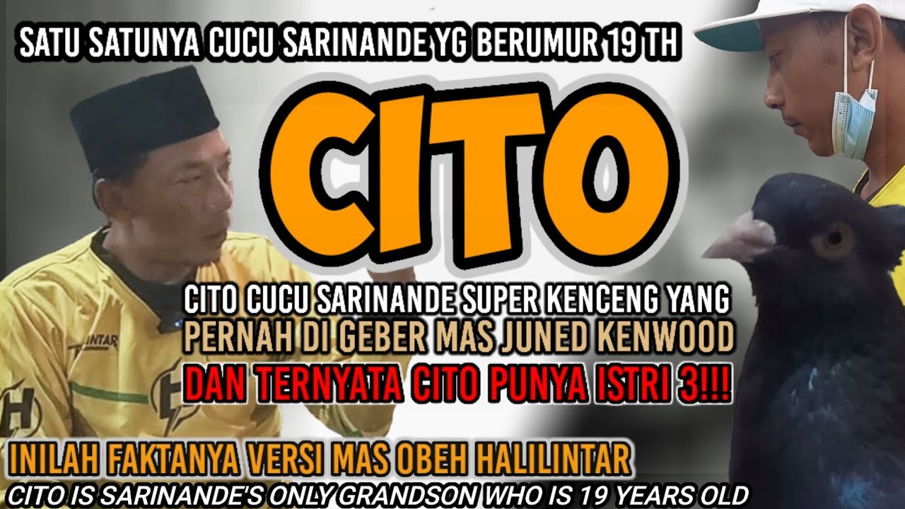 CITO CUCU SARINANDE UMUR 19 TH//MERPATI KOLONG//MERPATI LOVERS ...