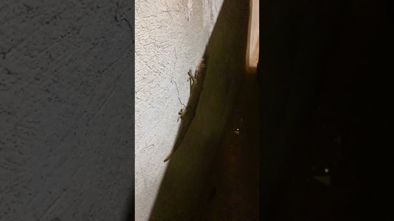Tuko is hiding || in English Gecko - YouTube