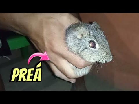 O PREÁ DO MATO, parece mais com um Rato