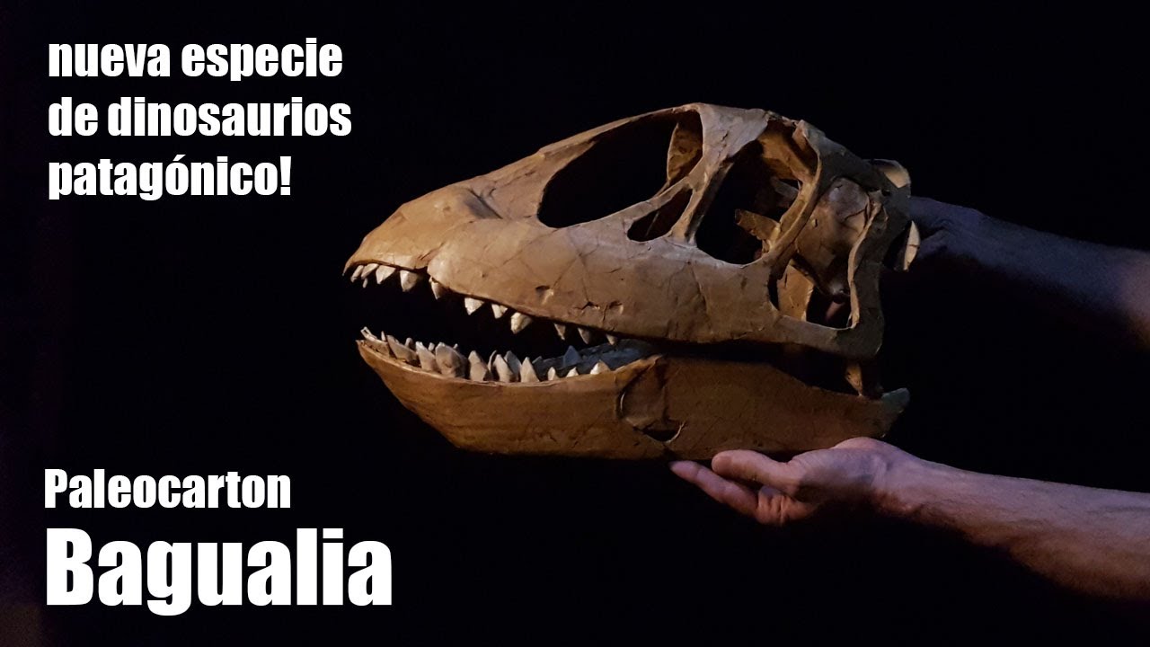 Bagualia, nueva especie de dinosaurio patagónico - Paleocarton - YouTube